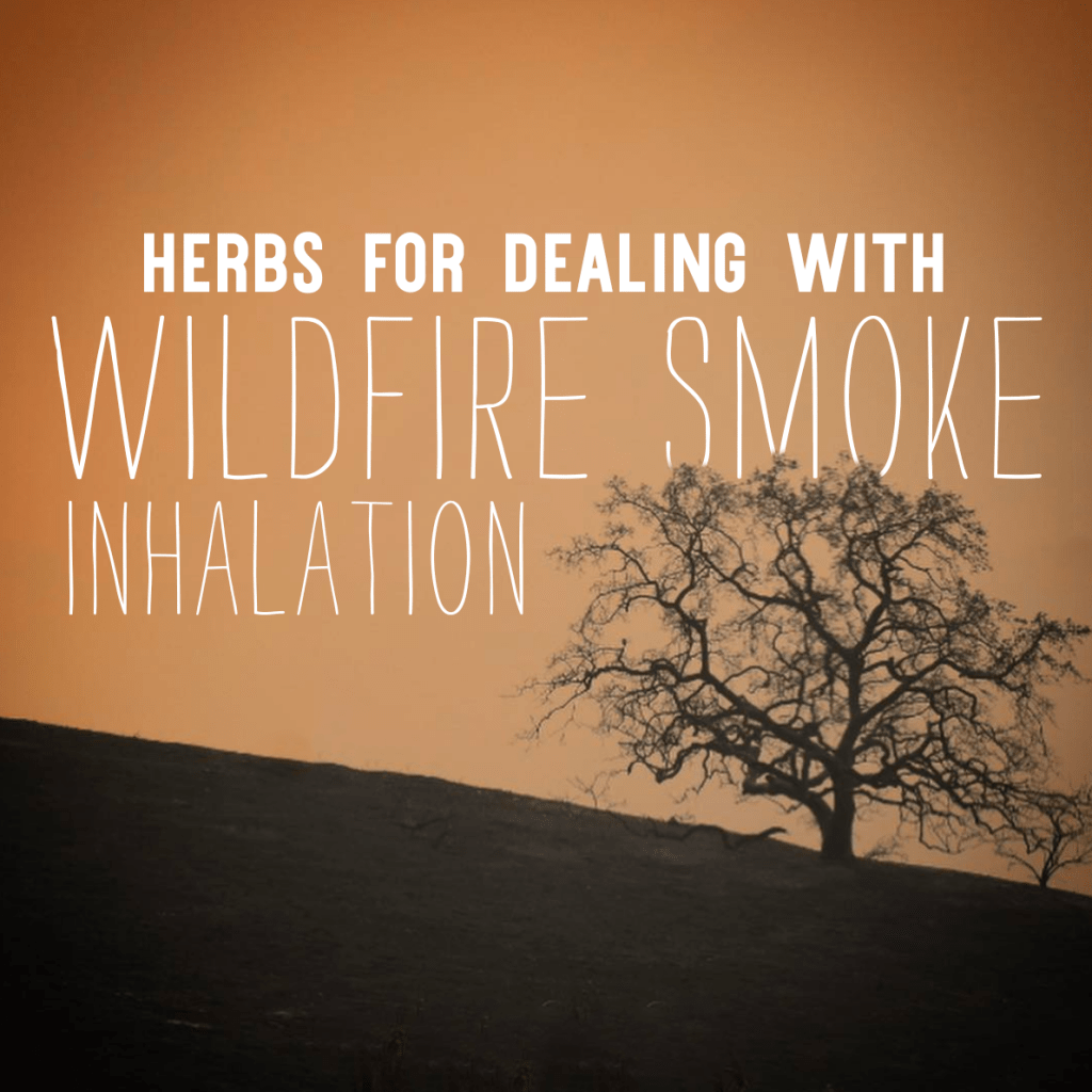 Herbs for Dealing with Wildfire Smoke Inhalation – Jess Starwood